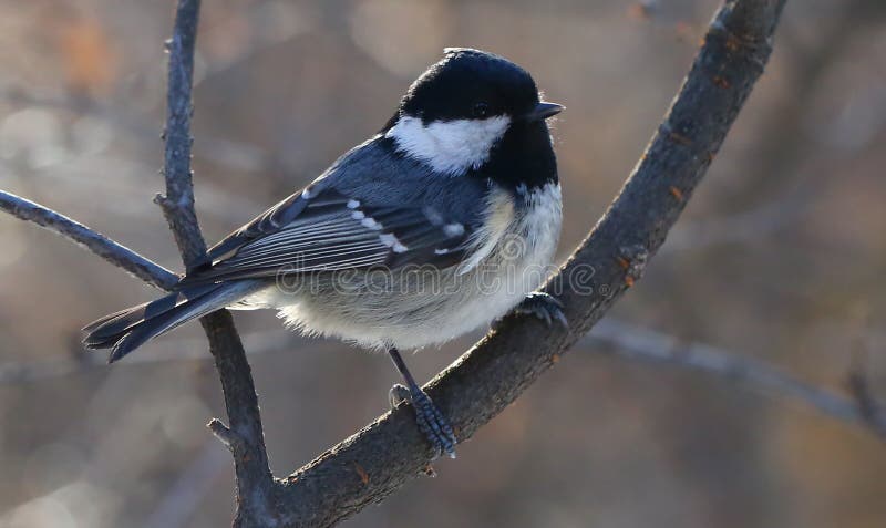 Curious bird stock photo. Image of great, imagination - 50438186