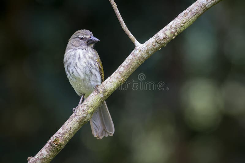 Curious Bird Perched on a Diagonal Branch with a Dark Background Stock ...