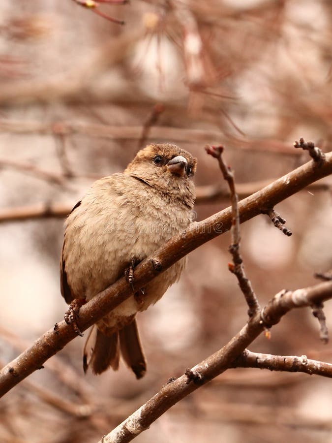 Curious bird stock image. Image of bush, claws, back - 53667999