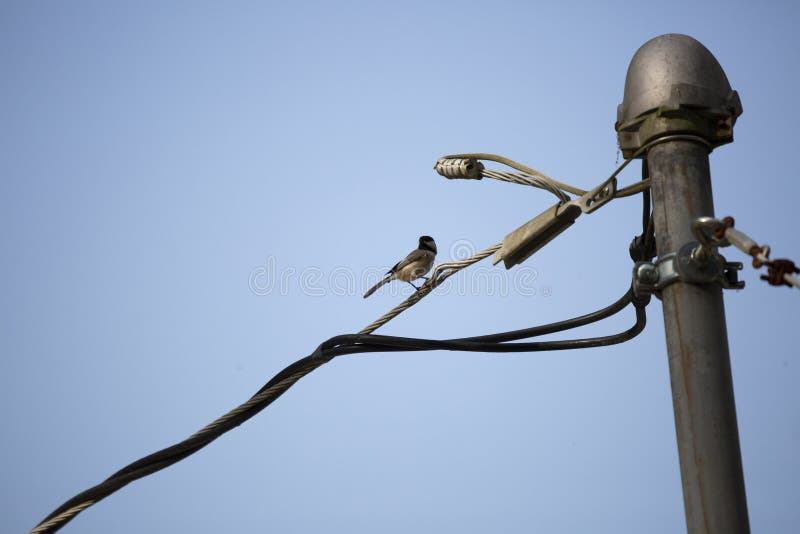 Chickadee on a wire stock photo. Image of green, black - 16711836