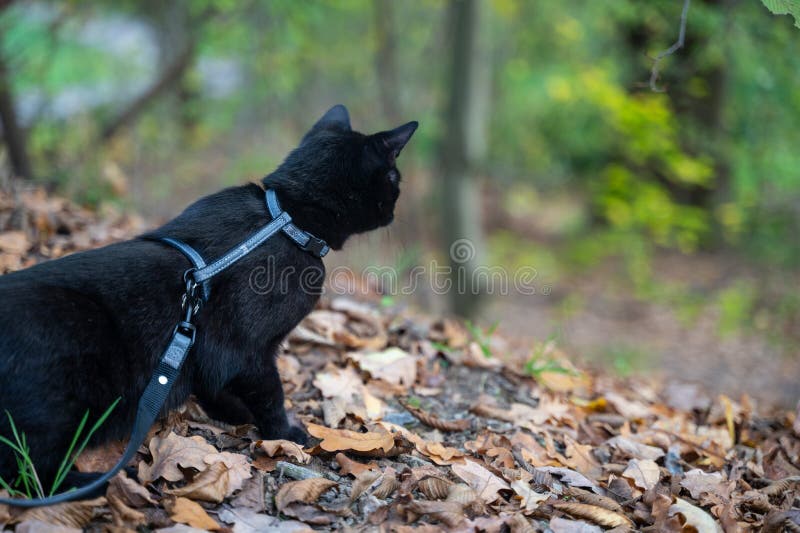 A Curious Black Cat on a Leash Discovers Nature Stock Photo - Image of ...