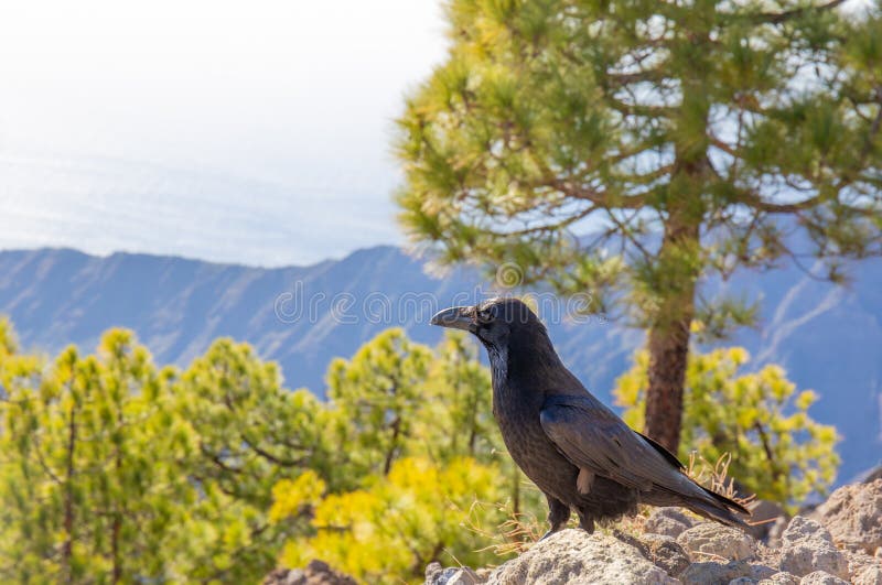 Curious Black Crow in Front of a Mountain Scenery Stock Image - Image ...