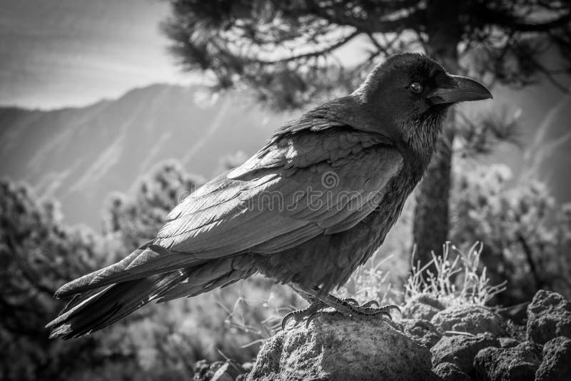 Curious Black Crow in Front of a Mountain Scenery Stock Image - Image ...