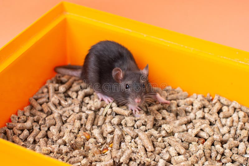 Black Rat in Bright Orange Bin Stock Image - Image of indoor, curious ...