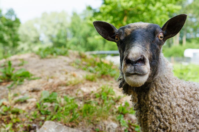 Curious Black Sheep Looking Camera Blurred Background Stock Photos ...