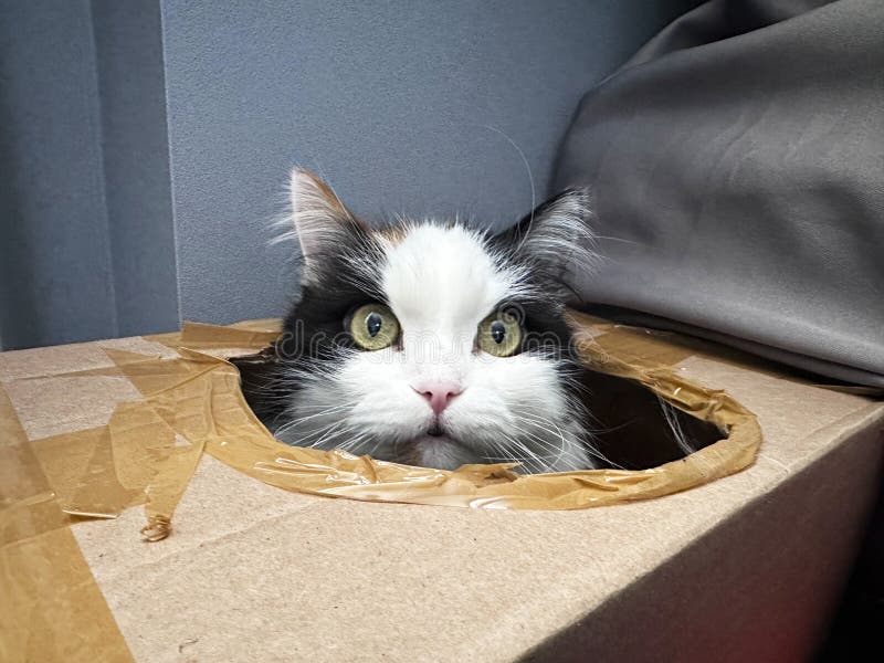 Curious Black and White Cat Peeking through Cardboard Box Hole Indoors ...
