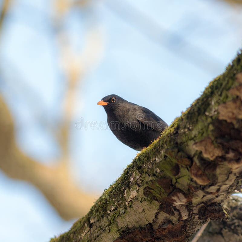 Blackbird in tree stock photo. Image of forrest, serenity - 137828074