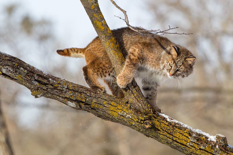 Curious Bobcat Kitten stock photo. Image of wildlife - 17421806
