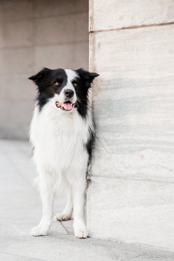 Curious Border Collie Peeking Over Wall Stock Image - Image of cute ...