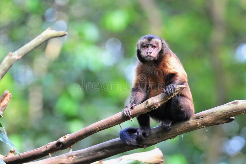 A Curious Brown Capuchin on a Tree Branch Stock Image - Image of ...