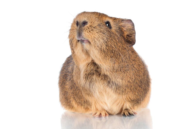 Curious brown guinea pig stock photo. Image of nose, cavy - 28860948