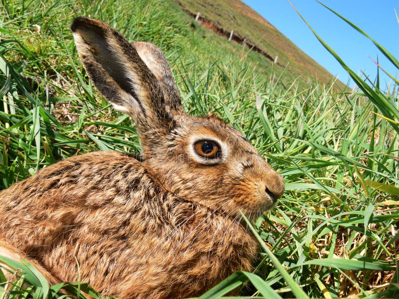A Curious Brown Hare stock image. Image of farm, rabbit - 3259115
