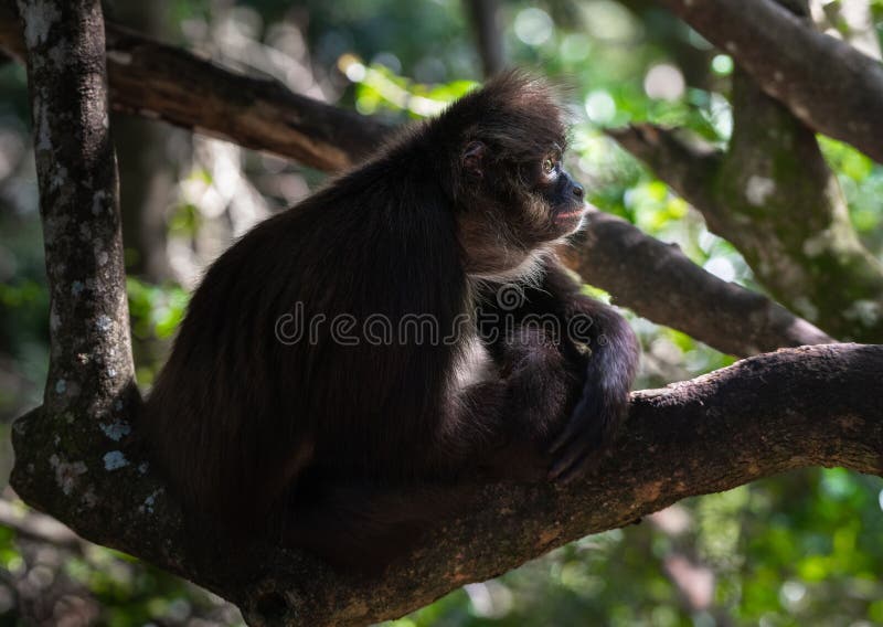 Curious Brown Monkey Perched on the Tree Branch, Against a Lush and ...