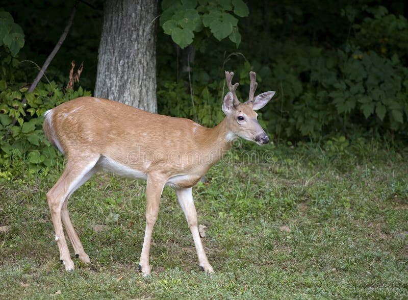 Curious buck stock image. Image of whiskers, antlers - 20807141