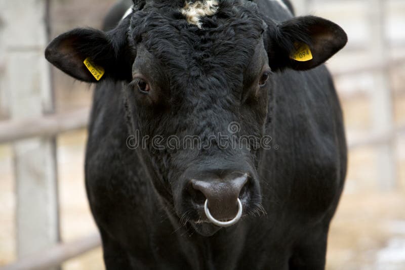 Curious bull stock image. Image of bull, farming, hair - 7372143