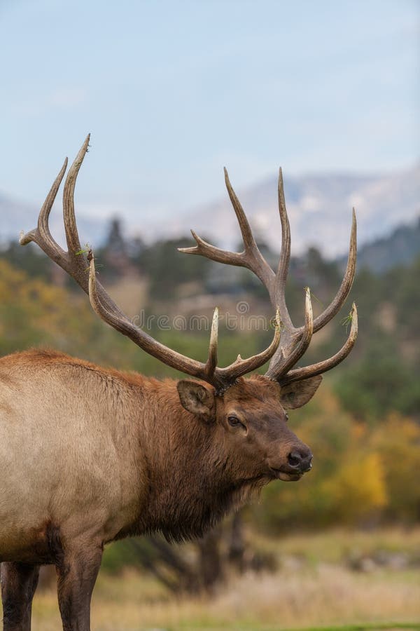 Curious Bull Elk stock photo. Image of wild, bugling - 64483520