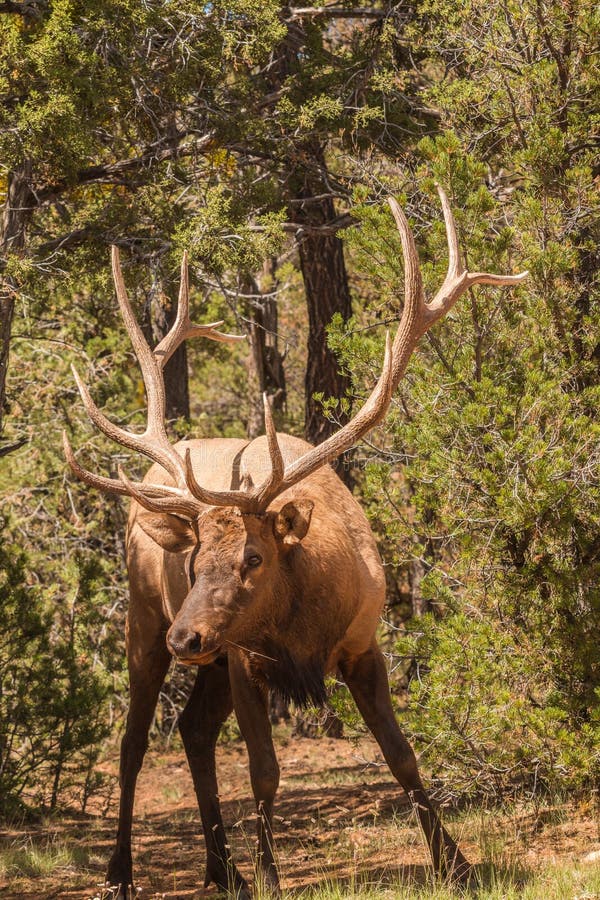 Curious Bull Elk stock image. Image of wapiti, animal - 45103101