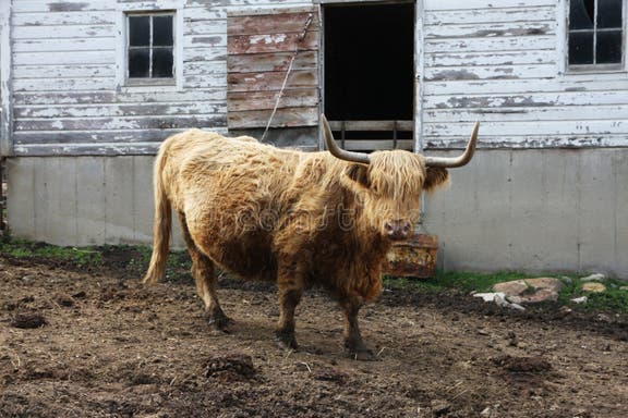 Curious Bull stock photo. Image of longhorn, livestock - 42872056
