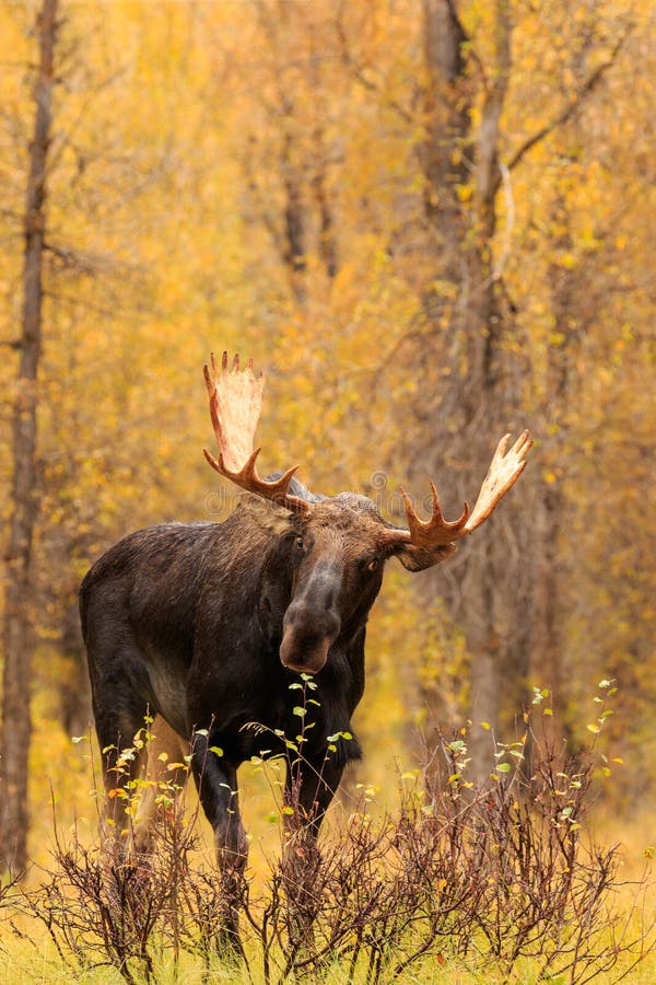 Curious Moose In The Forest Close To Lake Stock Image - Image of ...