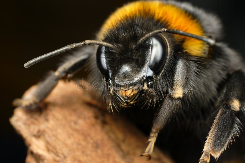 Curious Bee stock image. Image of eyes, bumblebee, insect - 26034381