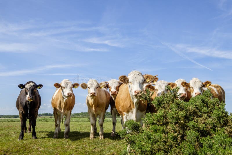 Curious Bunch of Cows stock photo. Image of mammalia - 196531840