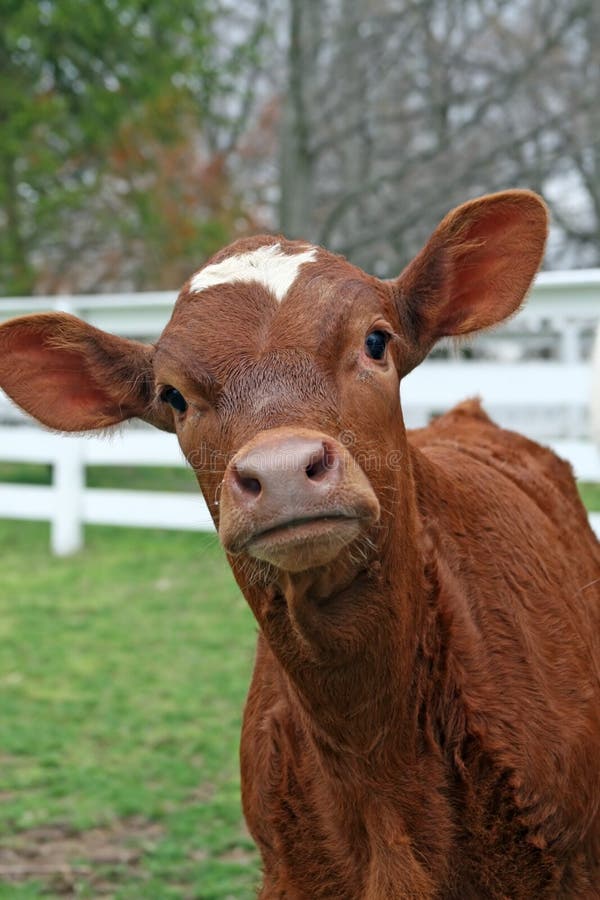 Cat Eye stock image. Image of eyes, looking, evil, watching - 4357571