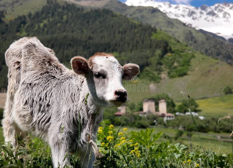 Curious calf in caucasus stock photo. Image of cute, mestia - 72995320