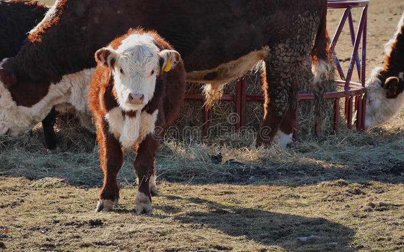 Curious Calf stock photo. Image of young, curious, camera - 54655818