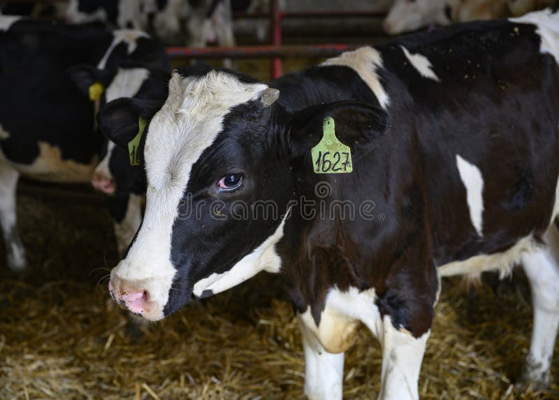 Curious Calf Stands on the Hay in the Farm Room Editorial Stock Photo ...