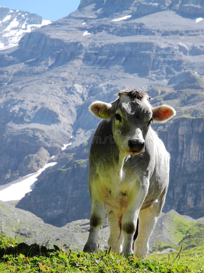 Brown Swiss Cow stock photo. Image of meadow, farm, nature - 20995664