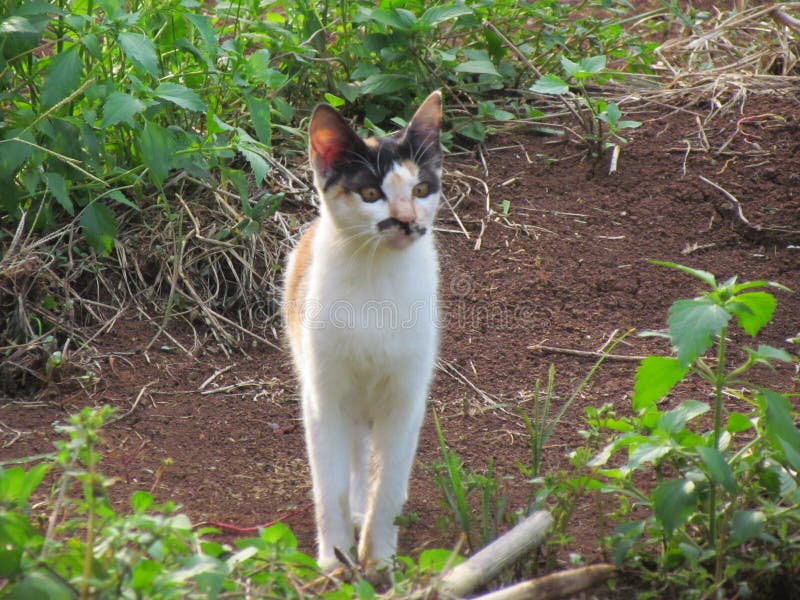 A Curious Calico Cat Standing Outdoors. Stock Image - Image of outdoors ...