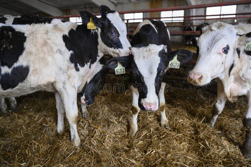 Curious Calves are Standing on the Hay in the Farm Room Editorial Image ...