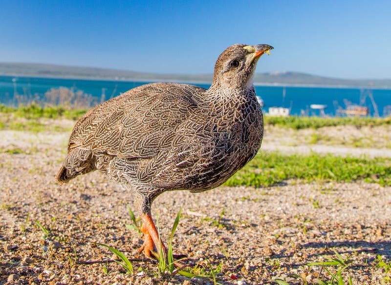 Cape Francolin or Natal Spurfowl is a Very Ccommon Bird in South Africa ...