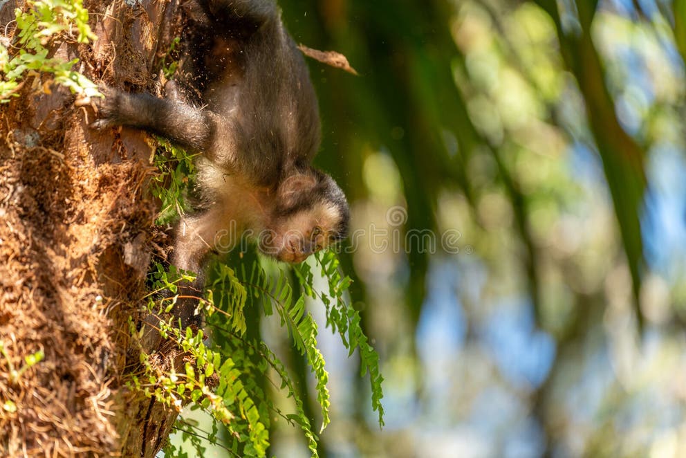 Curious Capuchin Monkey Exploring a Tropical Tree Stock Photo - Image ...