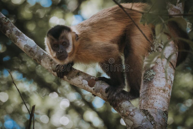 Capuchin Monkey Standing Up Stock Photos - Free & Royalty-Free Stock ...