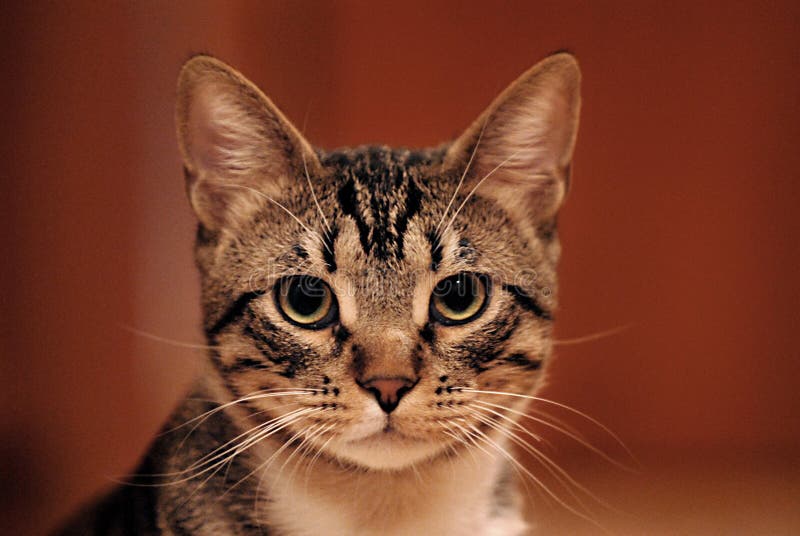 Curious Cat stock photo. Image of erected, cute, alert - 13201614