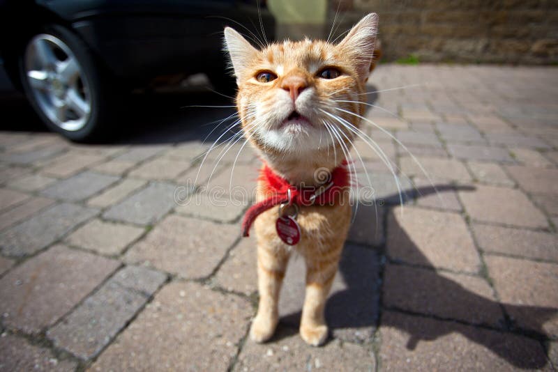 Curious Cat stock image. Image of european, green, tail - 16139203