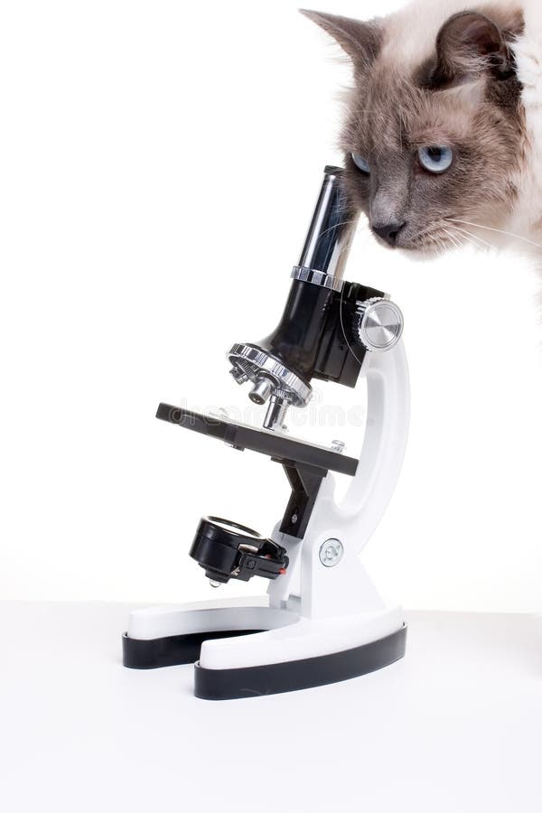 Curious cat stock image. Image of development, biochemistry - 1896875