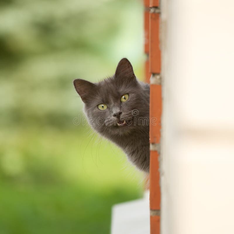 Curious cat 2 stock image. Image of domestic, teeth, beautiful - 24319051