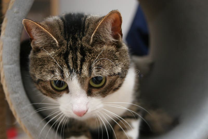 Curious cat stock photo. Image of domestic, feline, charming - 20127140