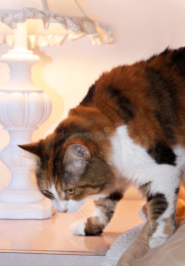 Curious Cat stock image. Image of curious, prey, watch - 26429947