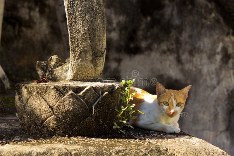 Curious Cat stock image. Image of face, kitty, curious - 26649167