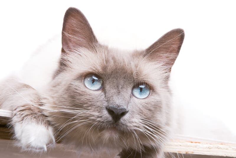 Curious cat stock photo. Image of whisker, purebred, breed - 2705132