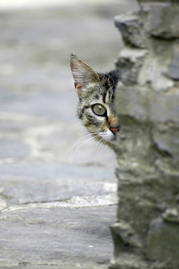Curious cat stock image. Image of gray, grey, wall, head - 2706189