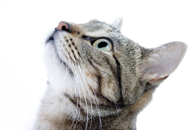 Curious Cat Face Looking Up Stock Image - Image of animal, kitten: 82241659