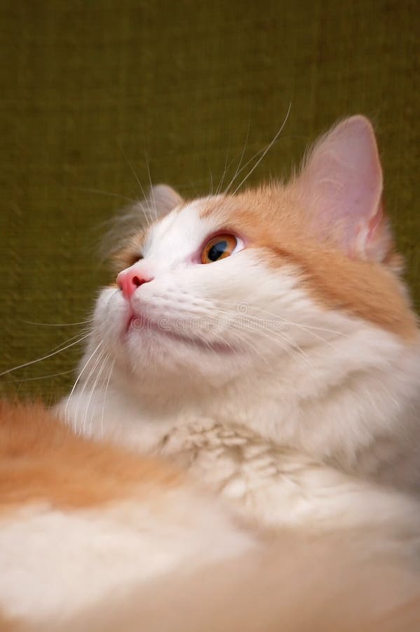 Curious Cat Picture. Image: 4581693