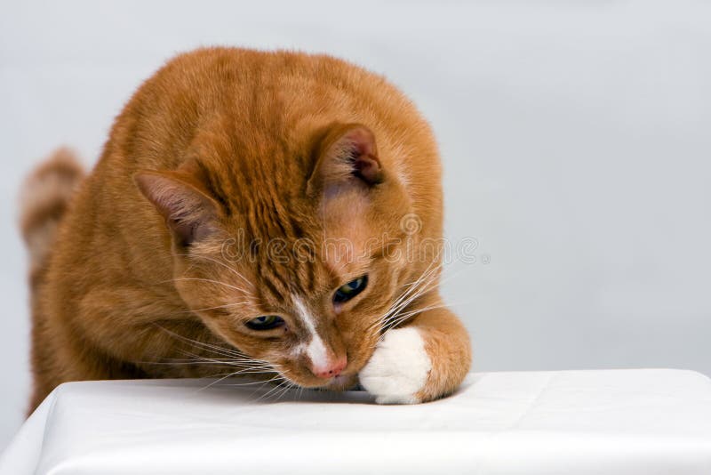 Curious cat stock image. Image of cats, isolated, orange - 5150399