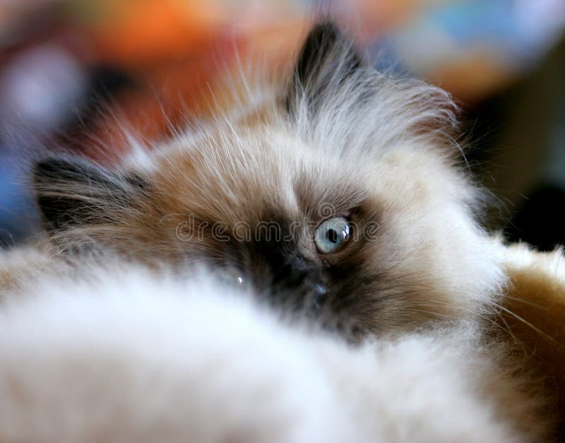 Cat resting stock photo. Image of animal, friend, wildlife - 144524