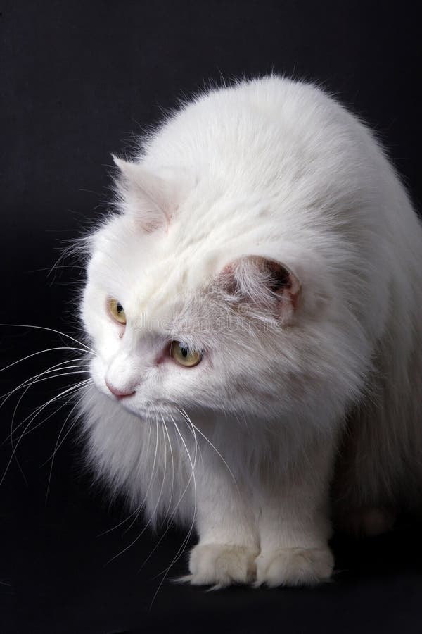 Curious cat. stock image. Image of animals, effortless - 7171363