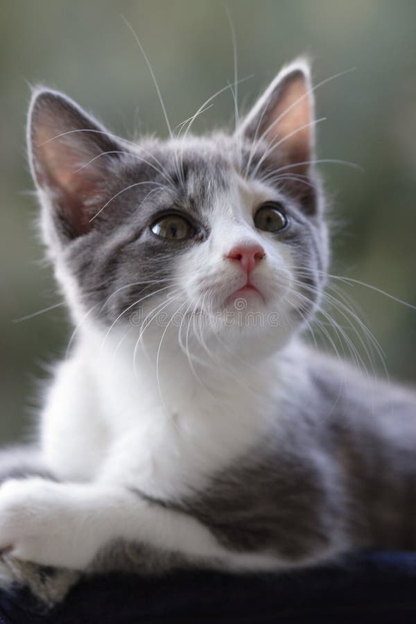 Curious cat stock photo. Image of lovely, attention, soft - 887204